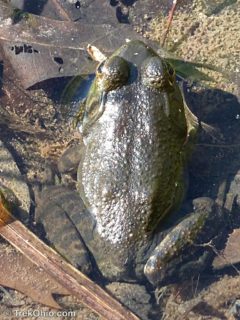 Ohio’s 15 species of frogs and toads at a glance | TrekOhio