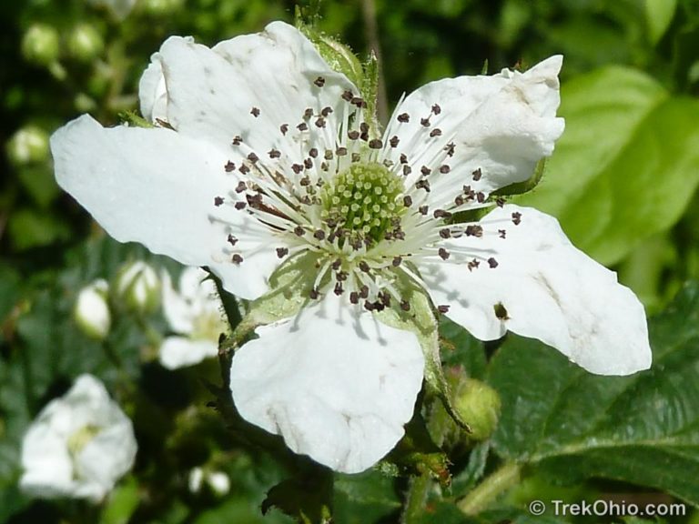 Knox Woods State Nature Preserve and Wolf Run Regional Park | TrekOhio