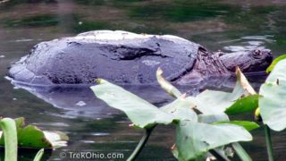 Ohio’s 12 species of turtles at a glance | TrekOhio
