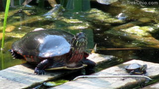Ohio’s 12 species of turtles at a glance | TrekOhio