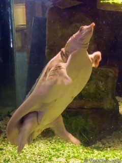 Ohio’s 12 species of turtles at a glance | TrekOhio