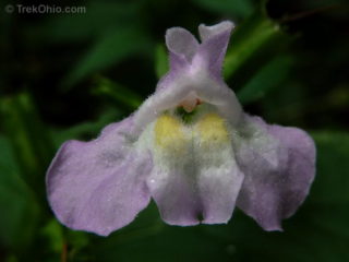 Blacklick Woods Metro Park | TrekOhio