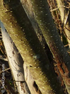 Poison Ivy & Poison Sumac | TrekOhio
