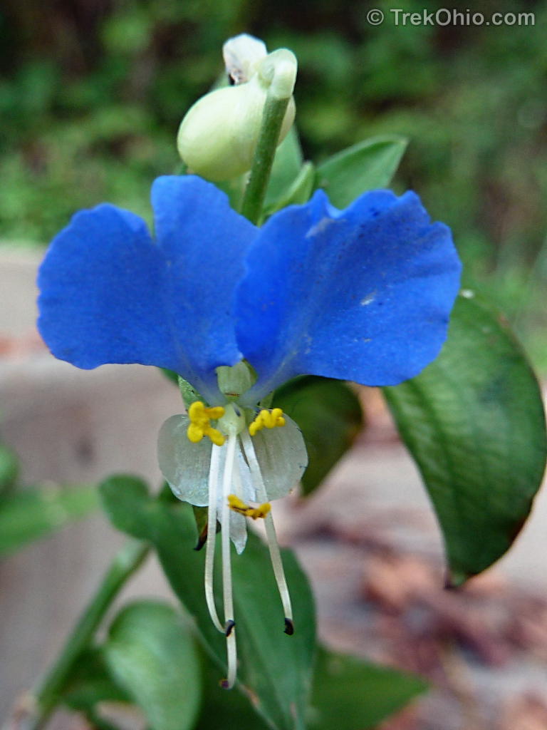 September Wildflowers | TrekOhio