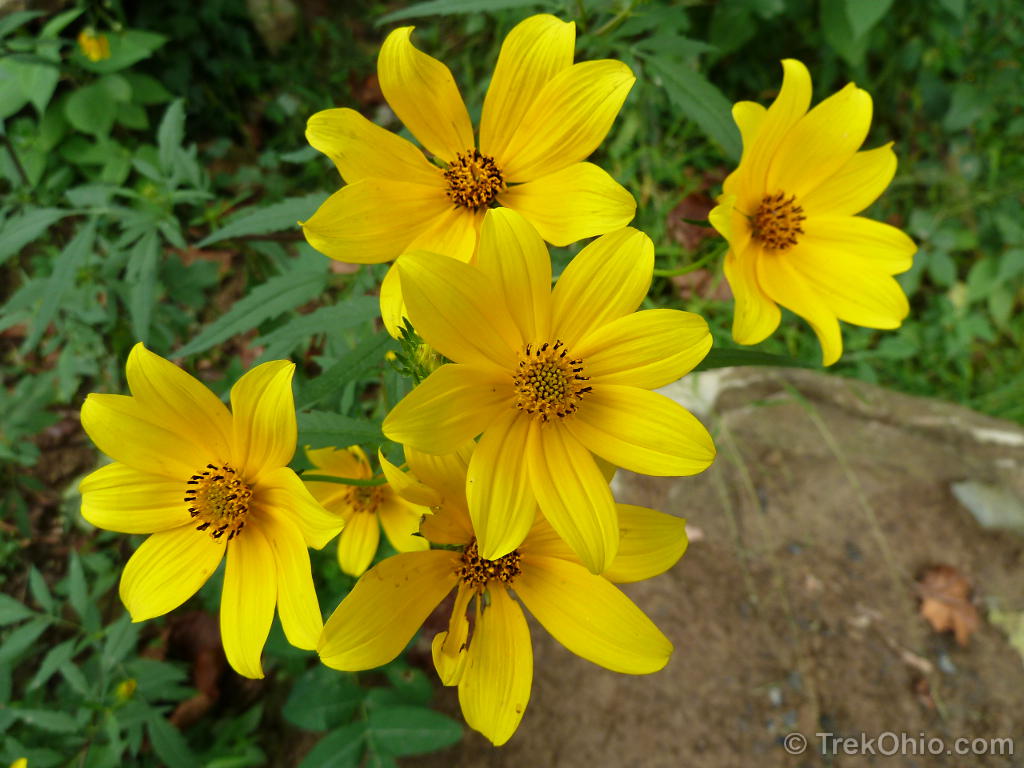 Fall Wildflowers In Ohio | Best Flower Site