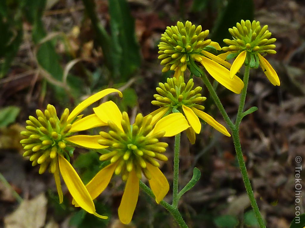 September Wildflowers | TrekOhio