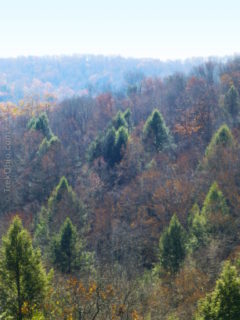 Mid-autumn in Conkle’s Hollow | TrekOhio