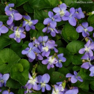 Common Spring Wildflowers in Ohio | TrekOhio