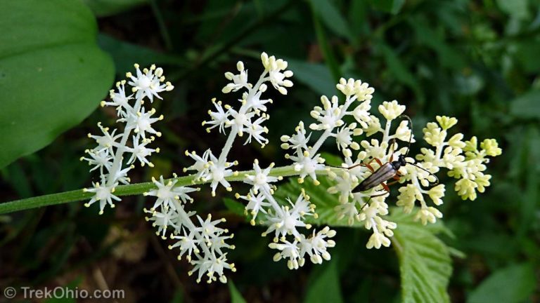 Common Spring Wildflowers in Ohio | TrekOhio