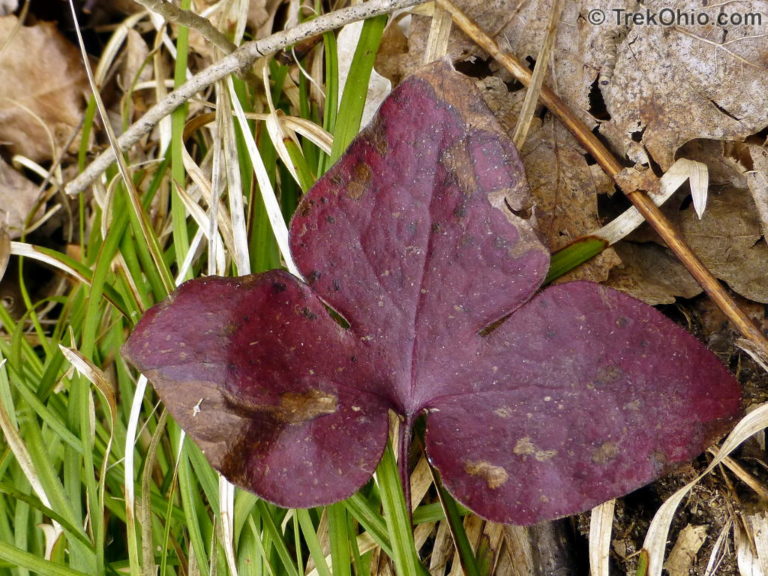 Common Spring Wildflowers in Ohio | TrekOhio