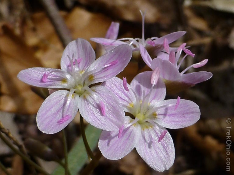 Common Spring Wildflowers in Ohio | TrekOhio