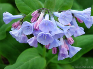 Common Spring Wildflowers in Ohio | TrekOhio