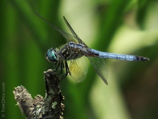 Dragonflies | TrekOhio