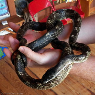 Snake Species of Ohio at a Glance | TrekOhio