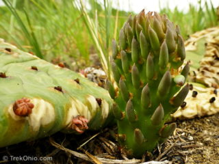 A Native Cactus of Ohio | TrekOhio