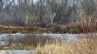 Killbuck Marsh Wildlife Area | TrekOhio