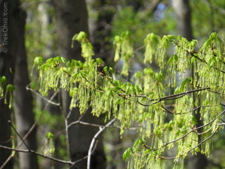 A.W. Marion State Park | TrekOhio