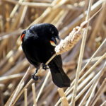 Spring Valley Wildlife Area | TrekOhio