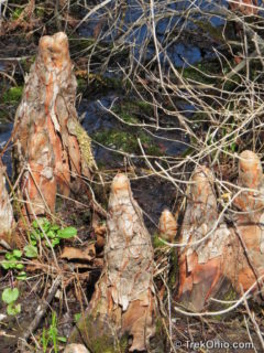 Spring Valley Wildlife Area | TrekOhio