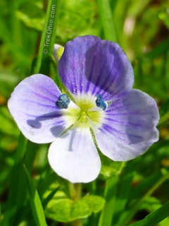 April Wildflowers at Ohio State Nature Preserves | TrekOhio