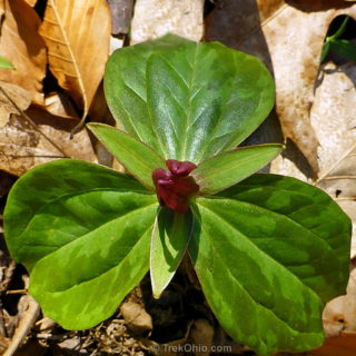 Common Spring Wildflowers in Ohio | TrekOhio