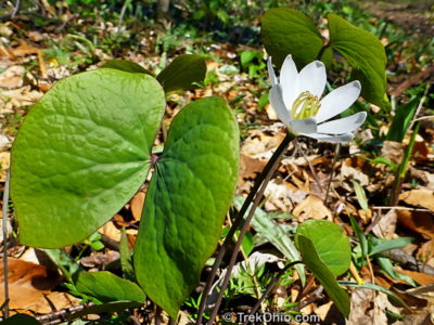 April Wildflowers at Ohio State Nature Preserves | TrekOhio