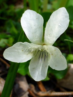 April Wildflowers at Ohio State Nature Preserves | TrekOhio