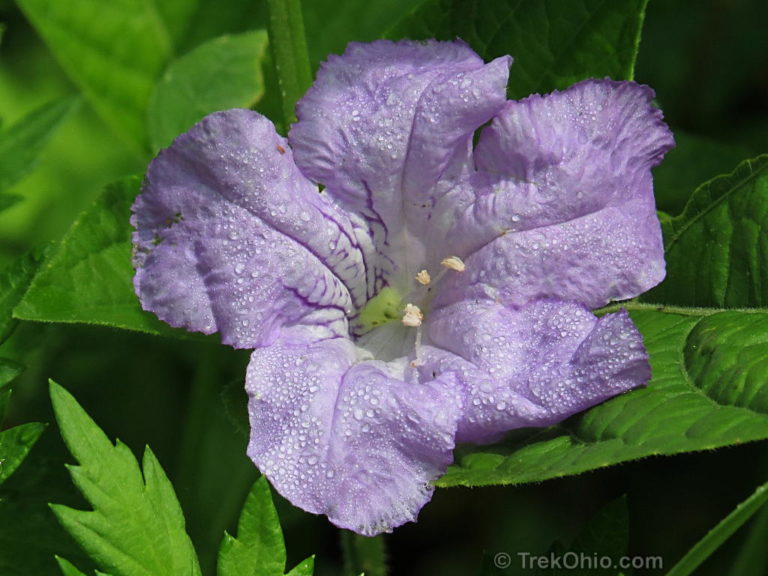 Miller Nature Sanctuary | TrekOhio