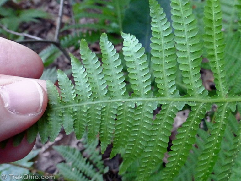 Basic Fern Identification | TrekOhio