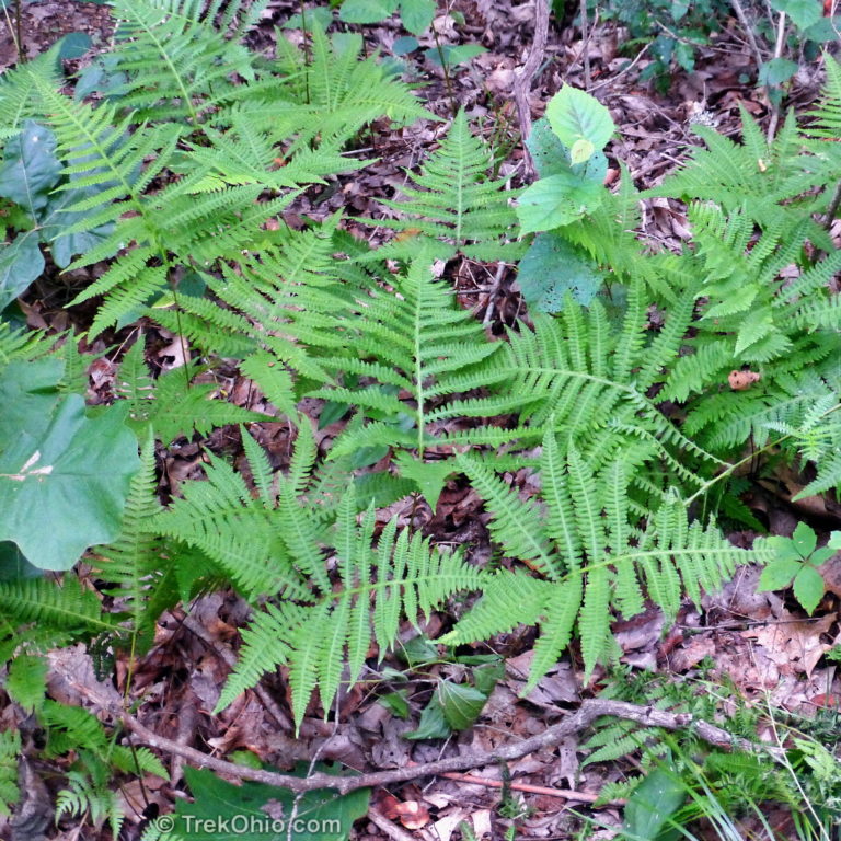 Basic Fern Identification | TrekOhio