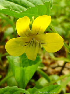 Fowler Woods State Nature Preserve | TrekOhio