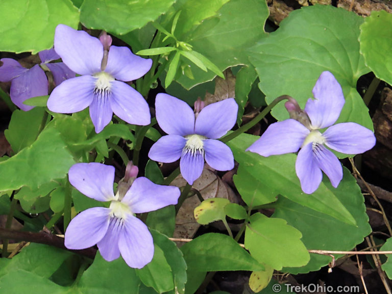 Fowler Woods State Nature Preserve | TrekOhio