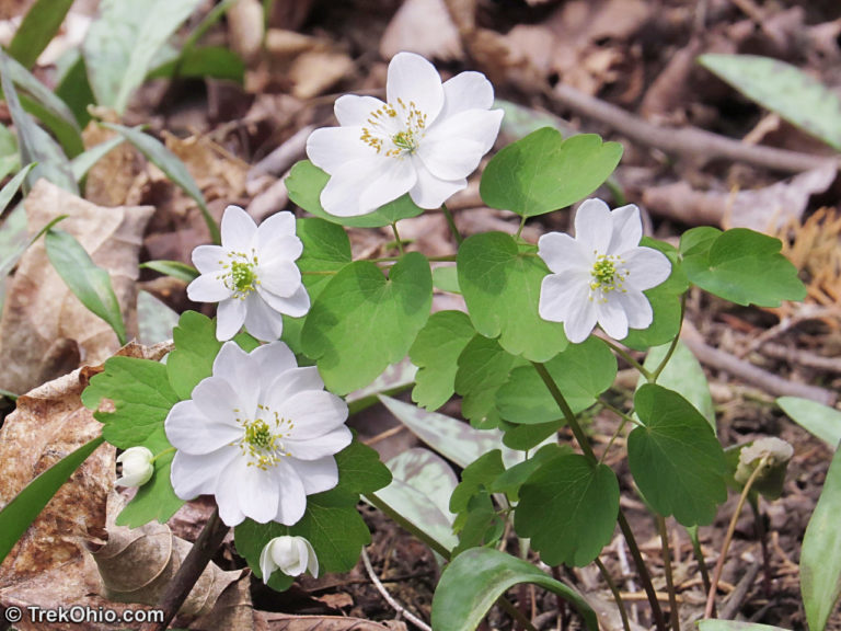 Common Spring Wildflowers in Ohio | TrekOhio