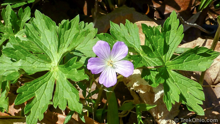 Common Spring Wildflowers in Ohio | TrekOhio