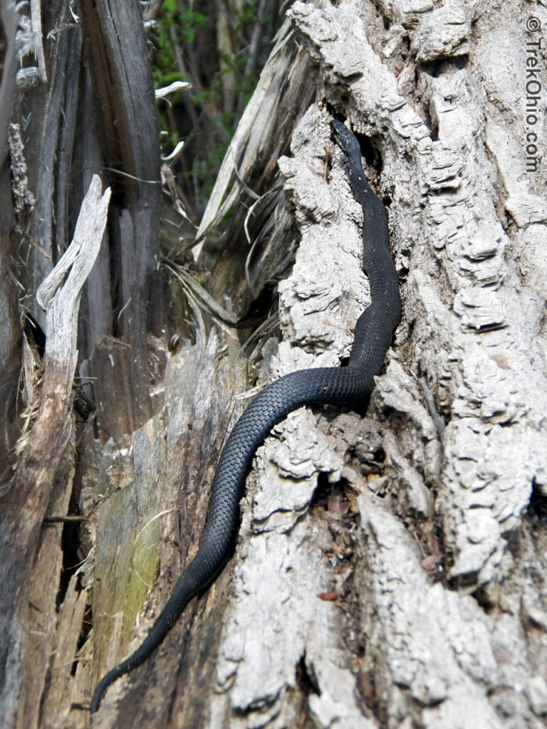 Snake Species of Ohio at a Glance | TrekOhio