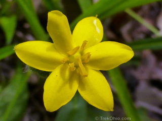 Spring Wildflowers 2015 | TrekOhio