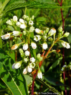 Milford Center Prairie State Natural Area | TrekOhio