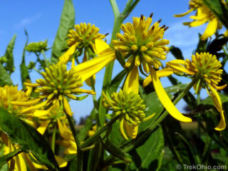 Milford Center Prairie State Natural Area | TrekOhio