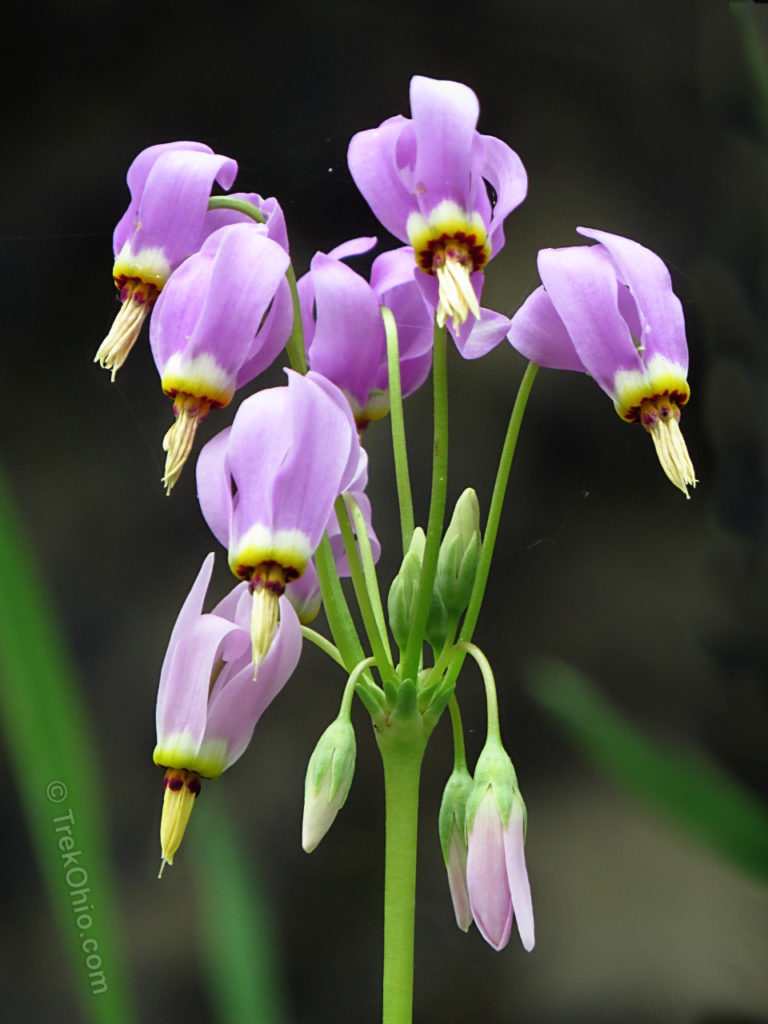 Early Spring Wildflowers 2016 | TrekOhio