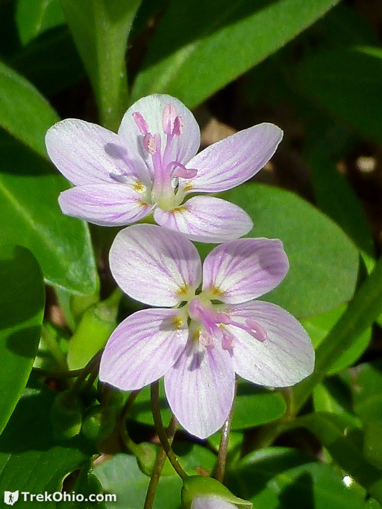 Early Spring Wildflowers 2016 | TrekOhio