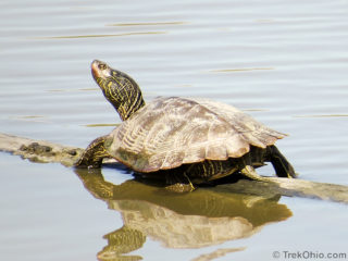 Ohio’s 12 species of turtles at a glance | TrekOhio
