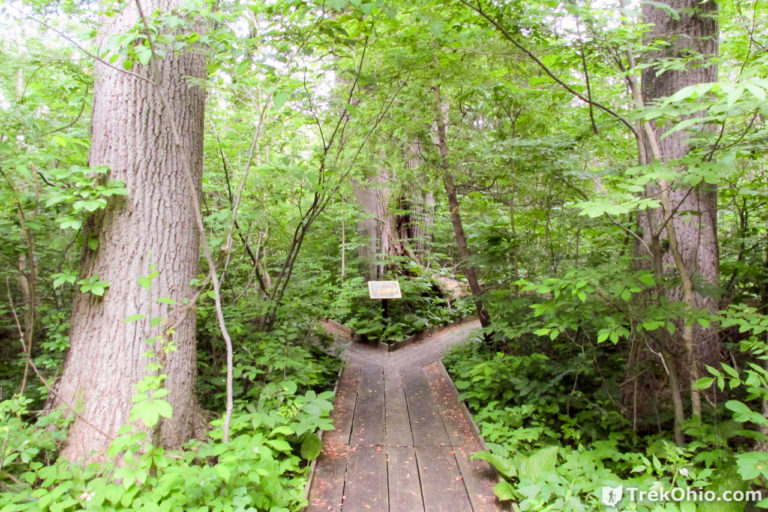 Cedar Bog in Late Spring | TrekOhio