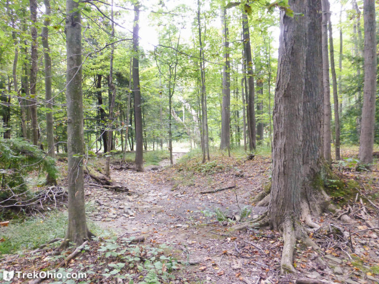 Hell Hollow Wilderness Area | TrekOhio