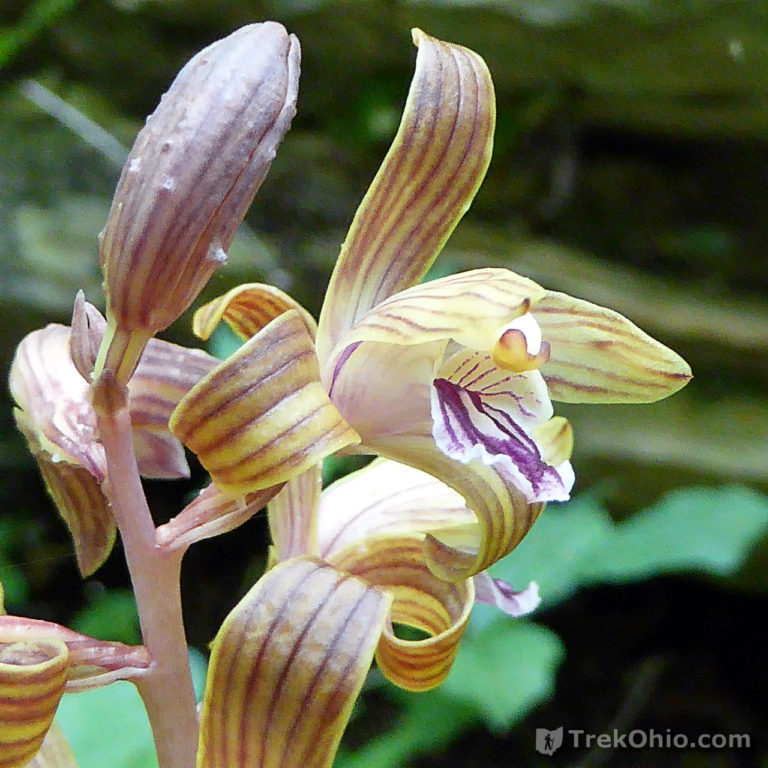 Summer Wildflowers 2016 | TrekOhio