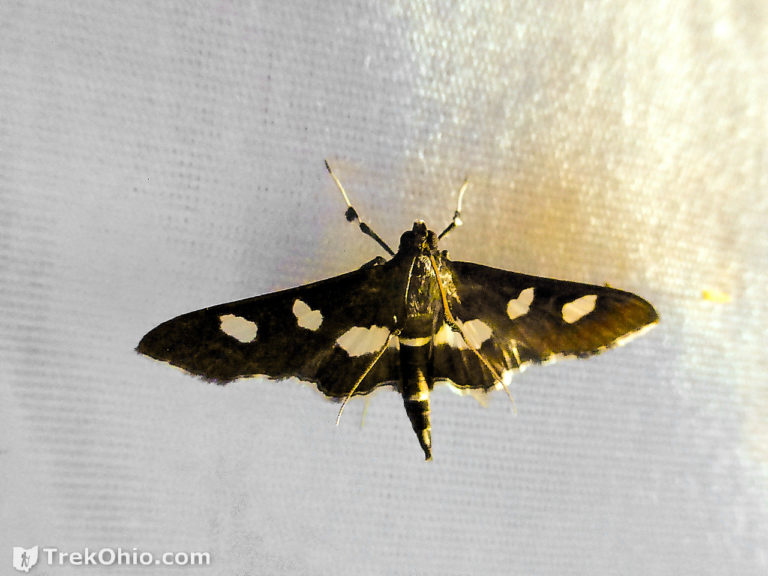 Mothapalooza 2016: Learning about moths | TrekOhio
