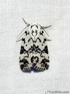 Mothapalooza 2016: Learning about moths | TrekOhio