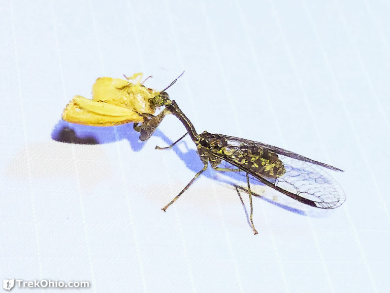 Mothapalooza 2016: Learning about moths | TrekOhio