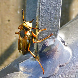 Ariel Foundation Park | TrekOhio