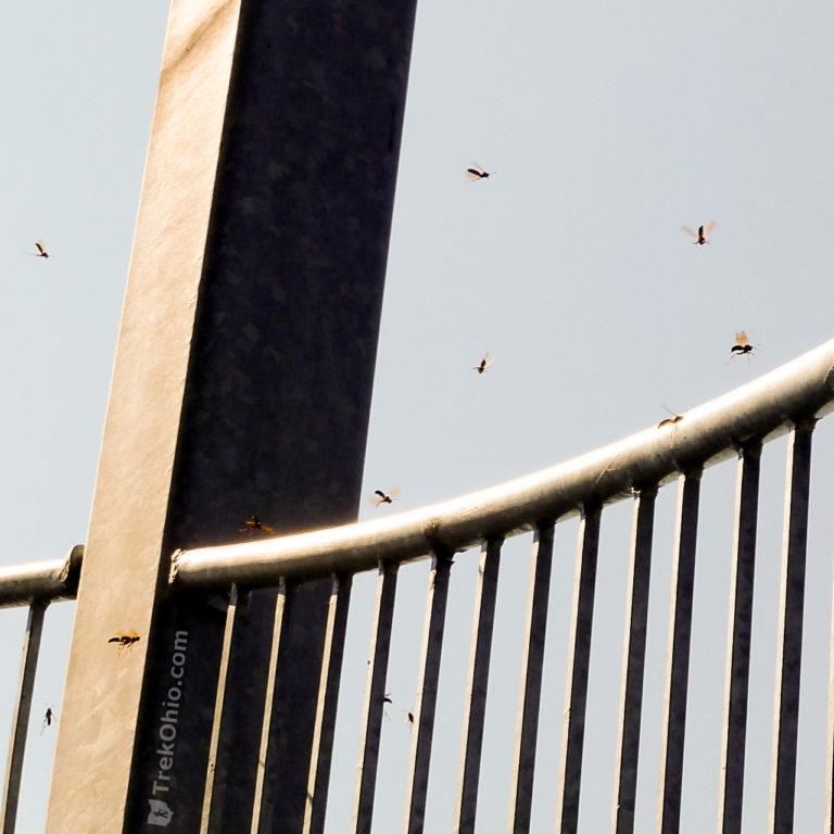 Ariel Foundation Park | TrekOhio