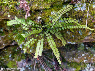 Basic Fern Identification | TrekOhio